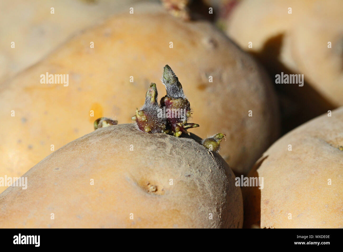 potatoes chitting in the sun prior to planting Latin solanum tuberosum ...