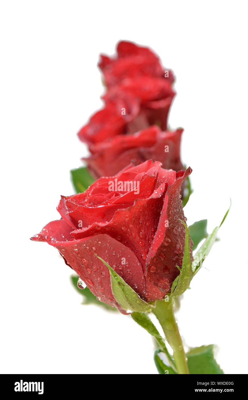 Five red roses in a row with water drops on it, isolated on a white ...