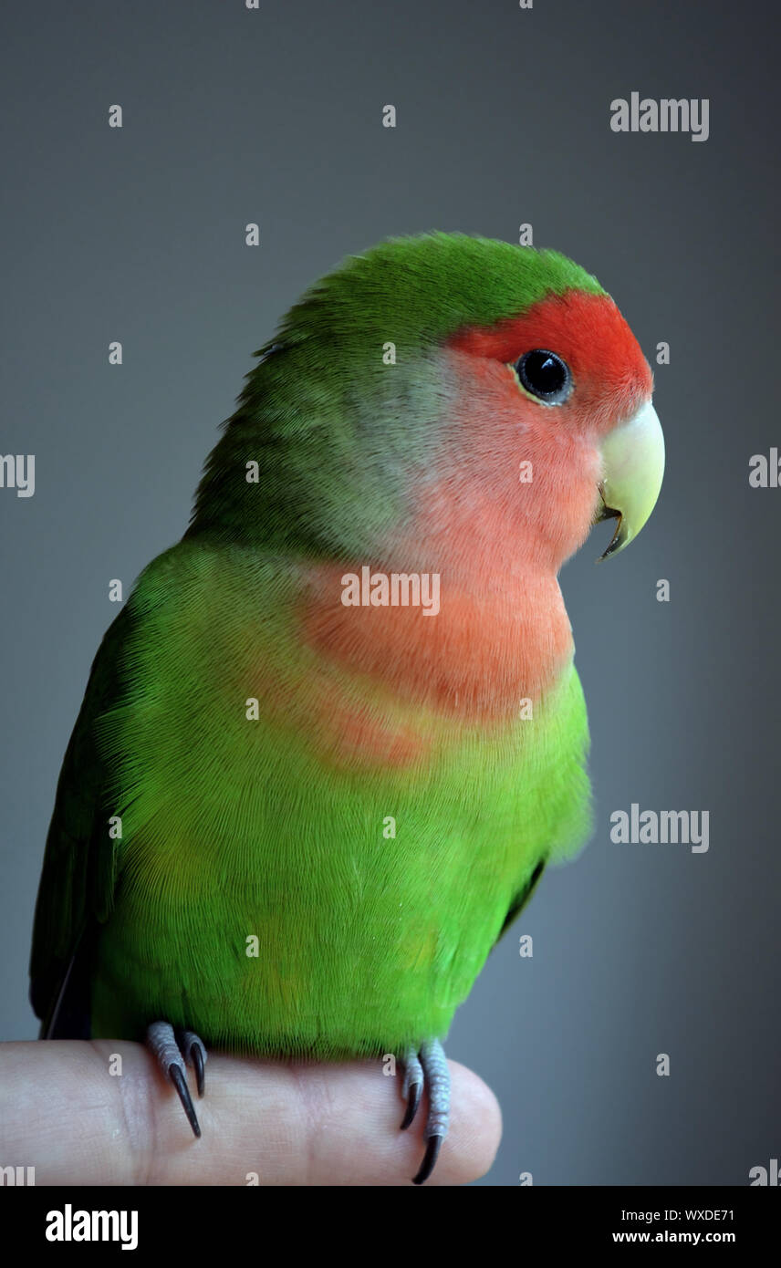Lovebird Parrot sitting on a finger Stock Photo - Alamy