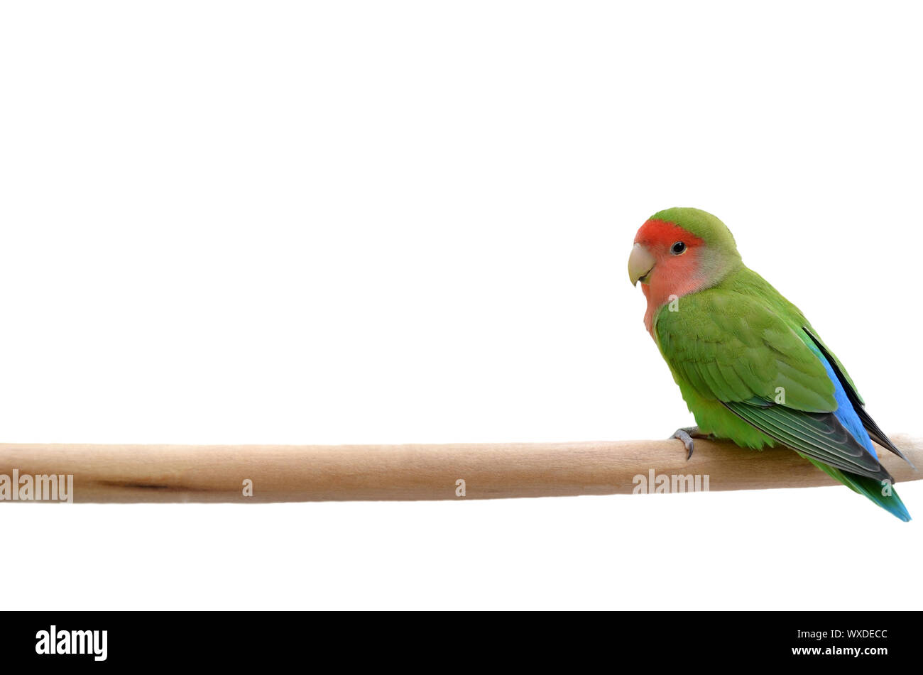 Parrot sitting on a stick, isolated on white background Stock Photo - Alamy