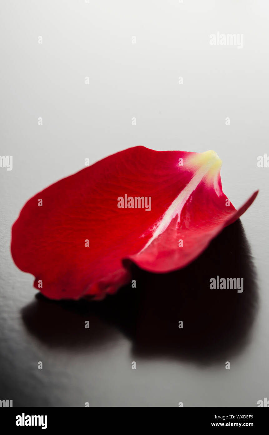 Closeup of a red rose petal representing romance concept Stock Photo ...