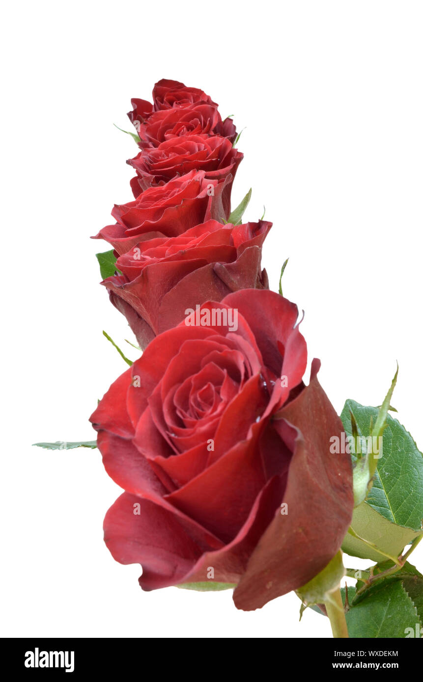 Six red roses in a row, isolated on a white background Stock Photo - Alamy