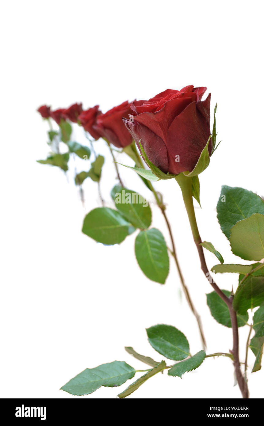 Six red roses in a row, isolated on a white background Stock Photo - Alamy