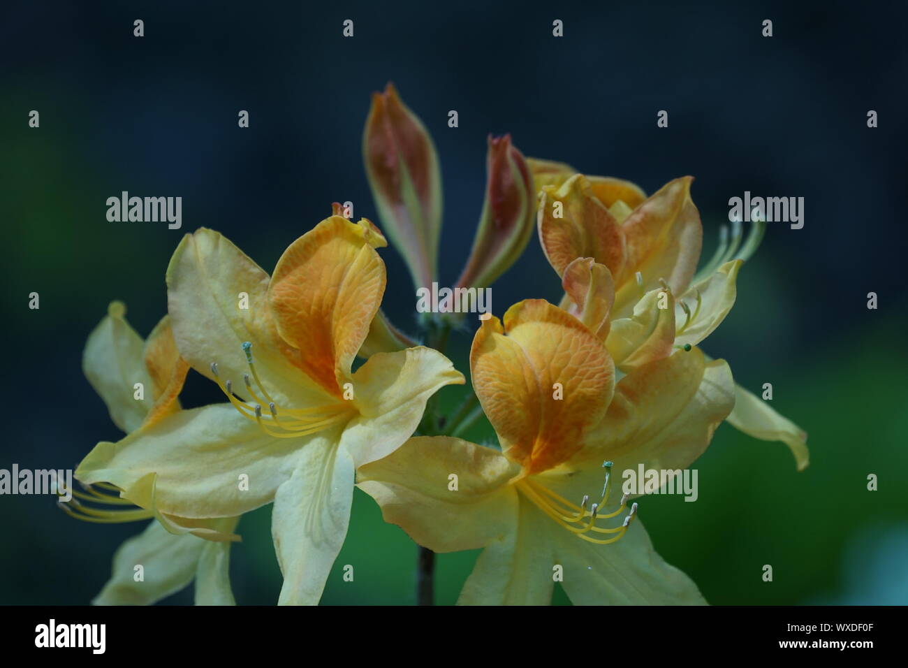 SPRING FLOWERS AT POWELL GARDENS Stock Photo - Alamy