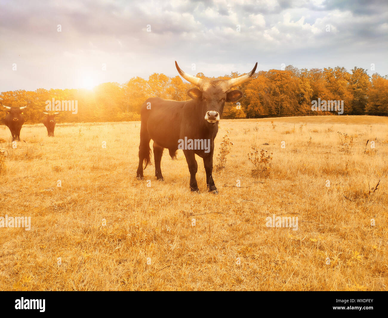 Ankole Watusi cow, known for its large horns. The Ankole cattle is ...