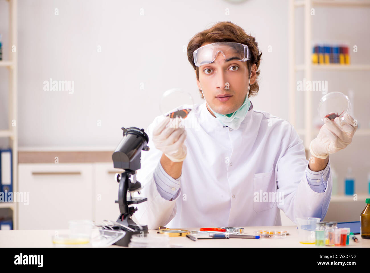 Male entomologist working in the lab on new species Stock Photo - Alamy