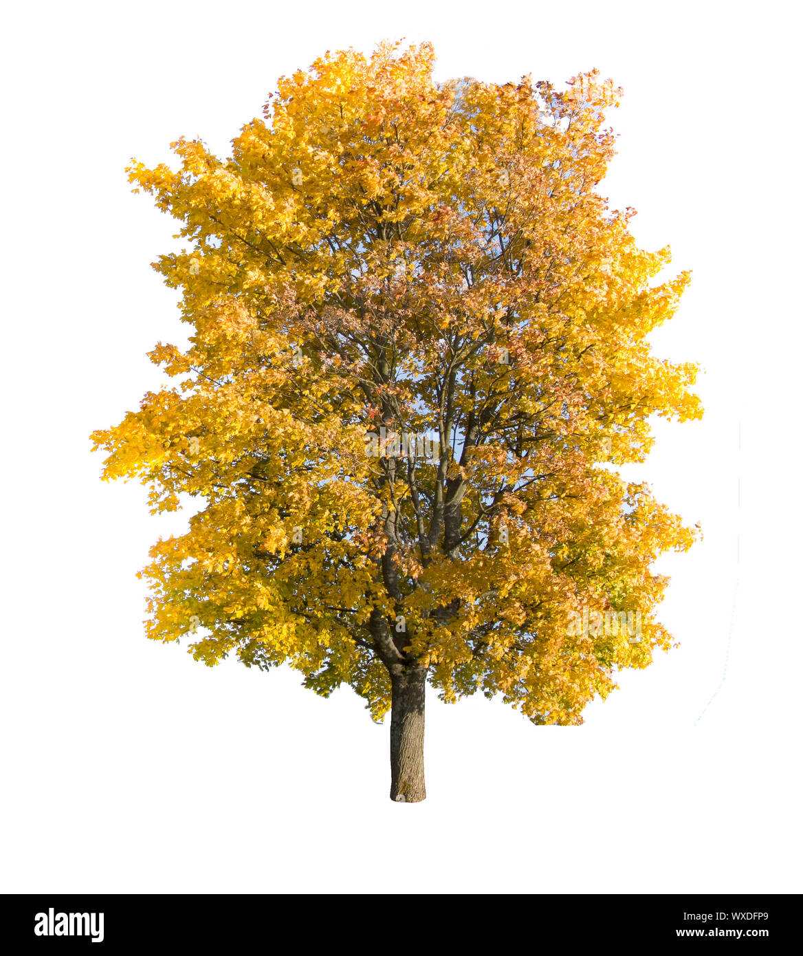 autumn tree isolated on white background Stock Photo - Alamy
