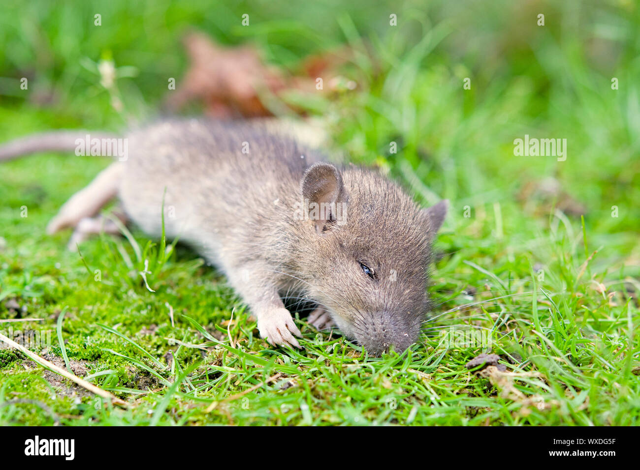 dead mouse in the grass. Aclose up Stock Photo - Alamy