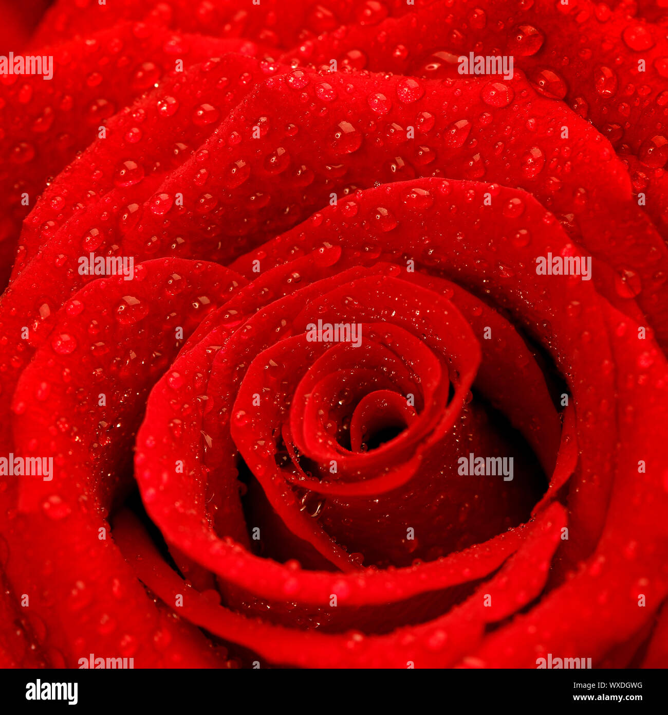 Red rose background Stock Photo - Alamy