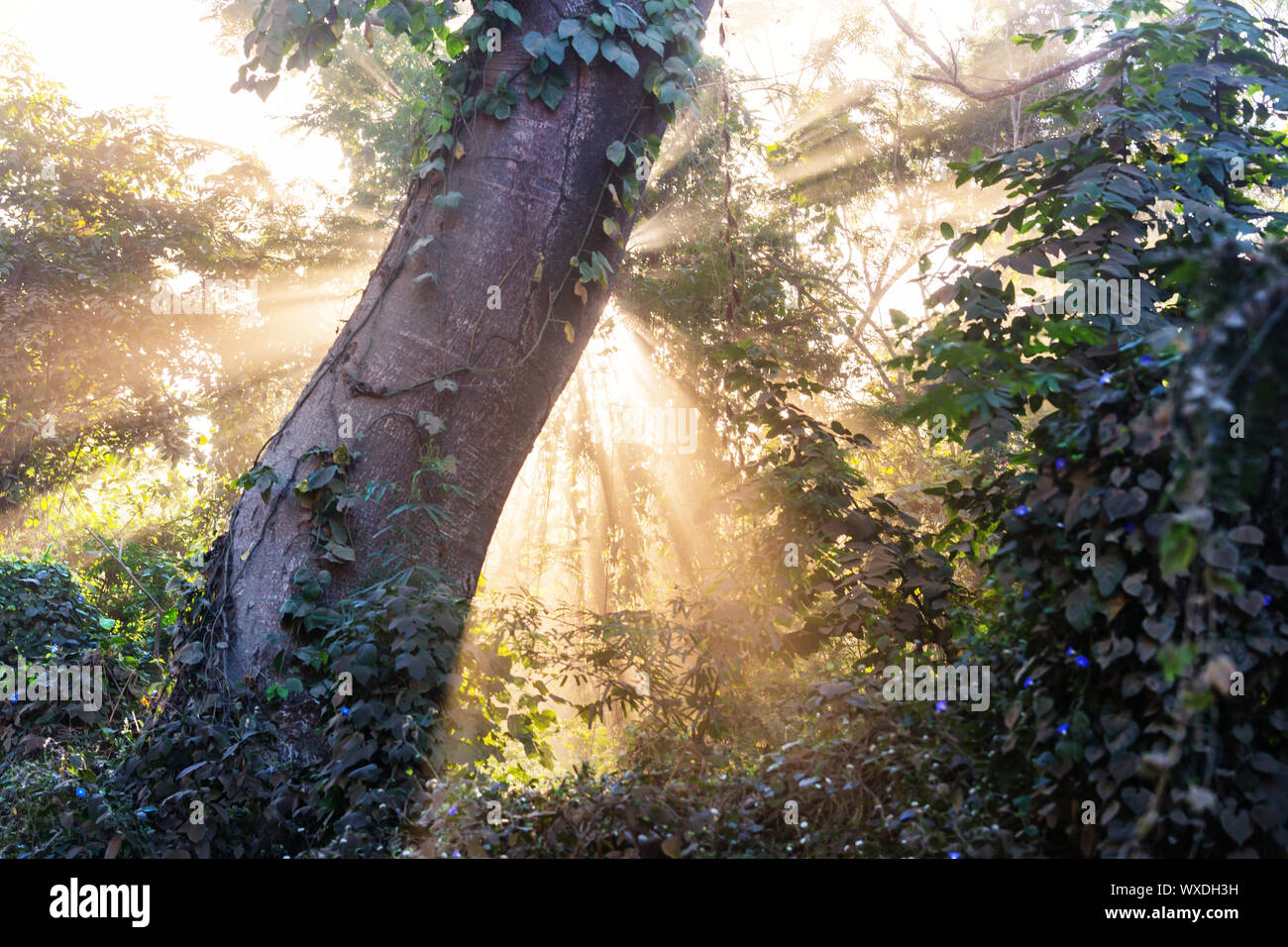 Su beams hi-res stock photography and images - Alamy