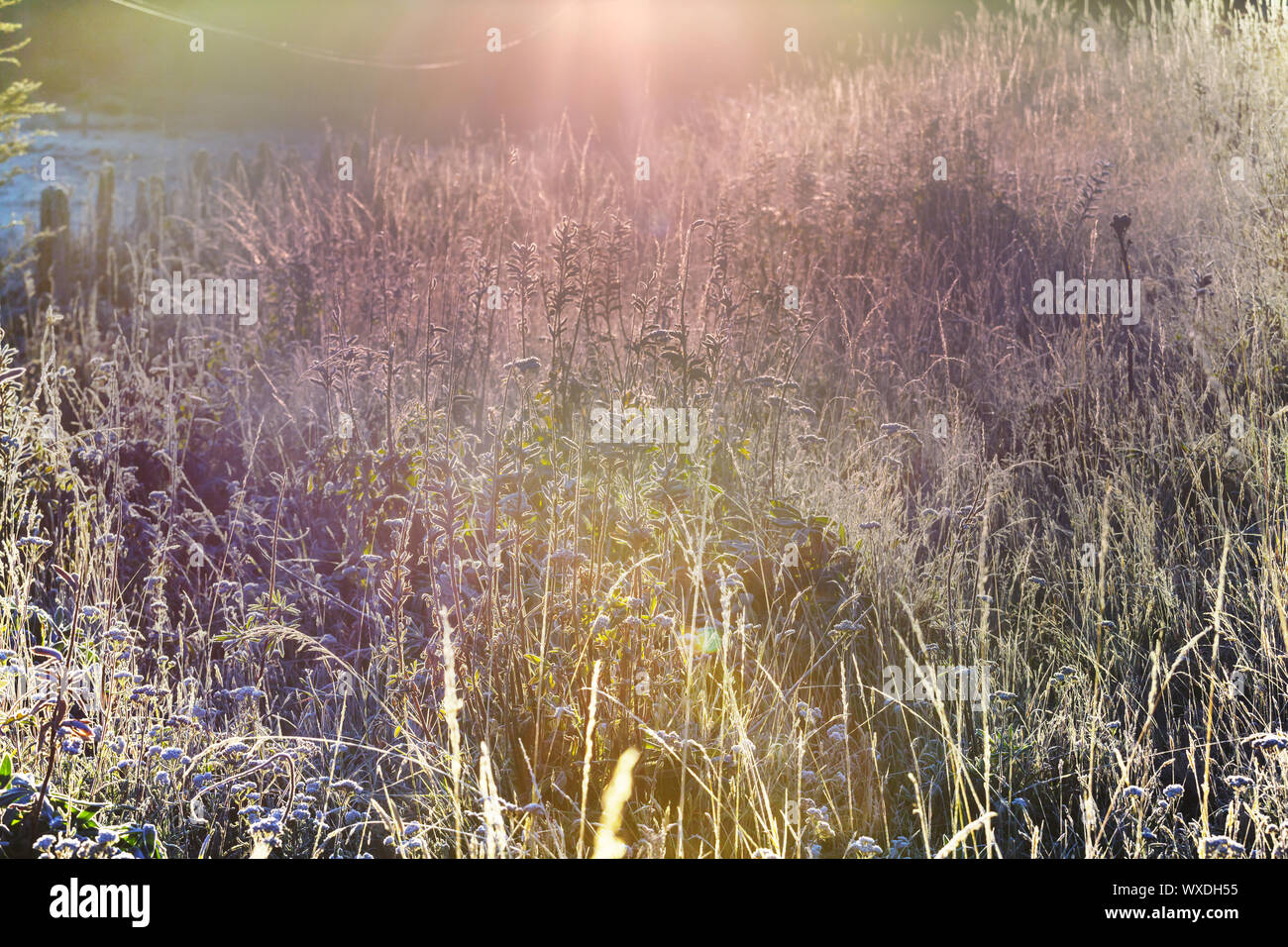 Mea design hi-res stock photography and images - Alamy