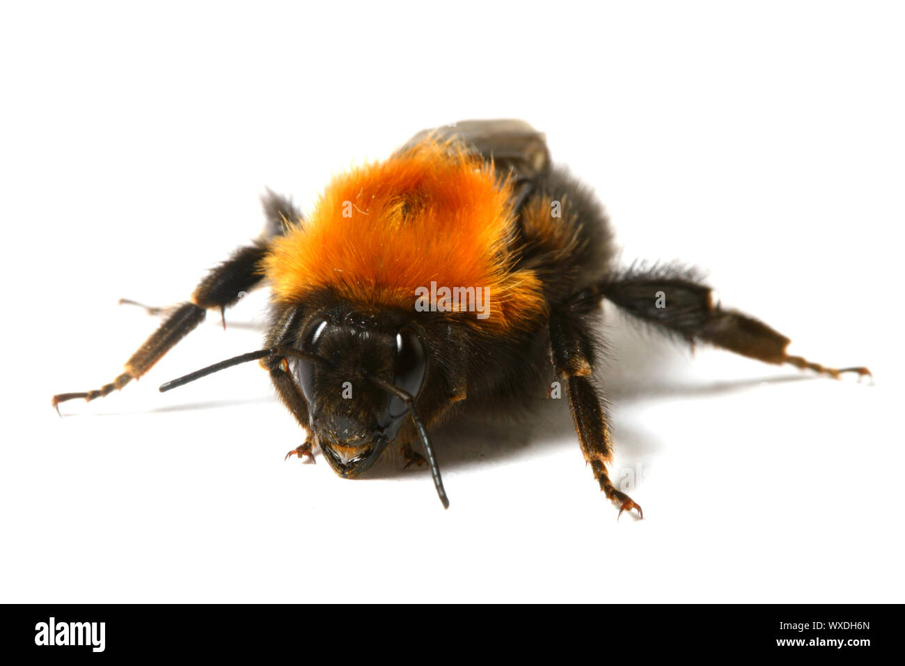 dance aerobic bumble bee isolated on white background Stock Photo - Alamy