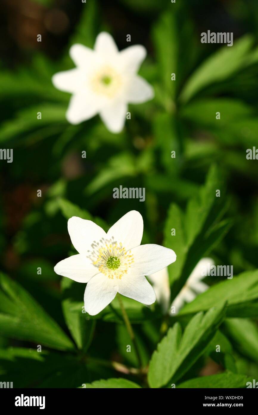spring windflower beautiful nature background Stock Photo - Alamy