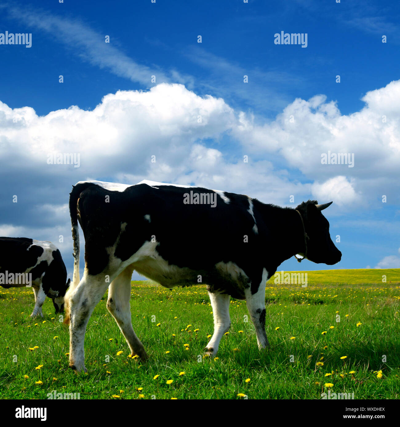 cow on green dandelion field under blue sky Stock Photo - Alamy