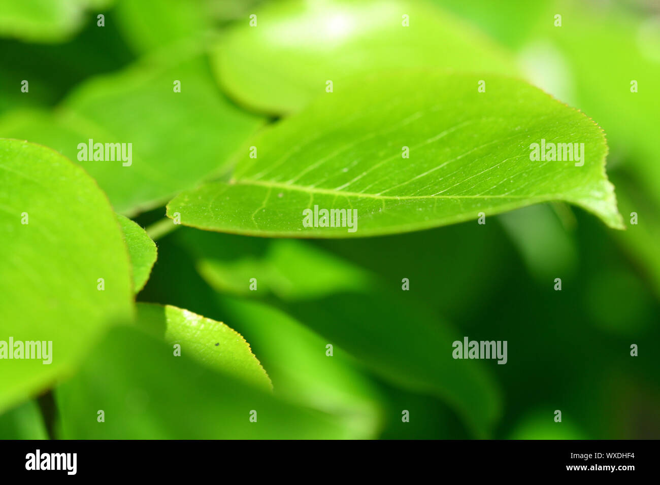 green leaf beautiful nature background Stock Photo - Alamy