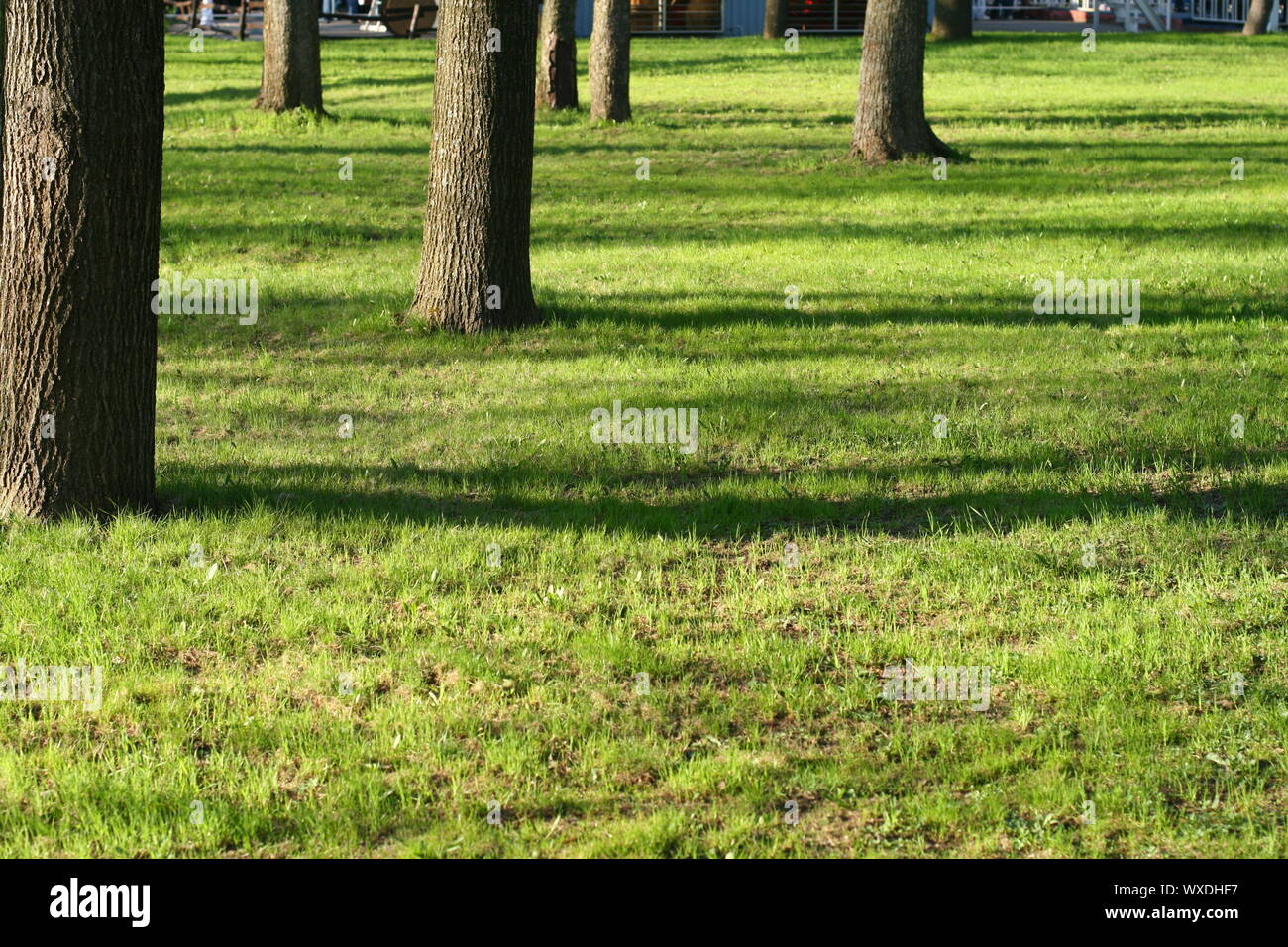 tree field shadow nature background Stock Photo - Alamy