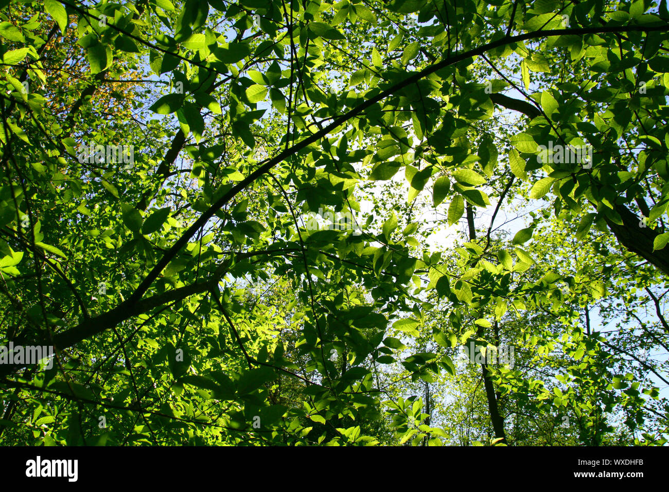 green fresh foliage nature background Stock Photo - Alamy