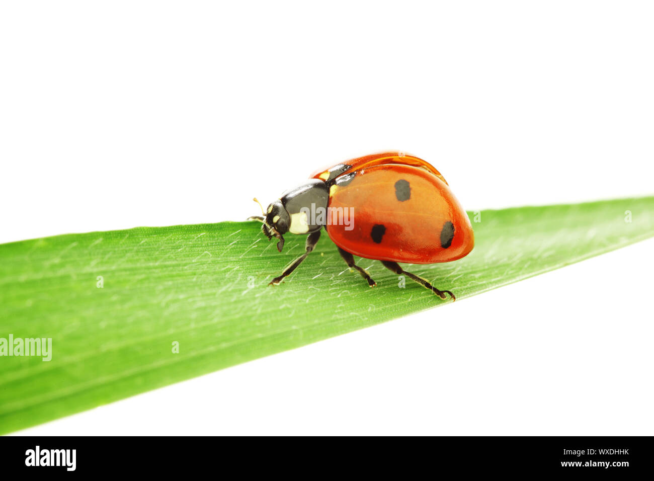 ladybug on green grass isolated white background Stock Photo - Alamy