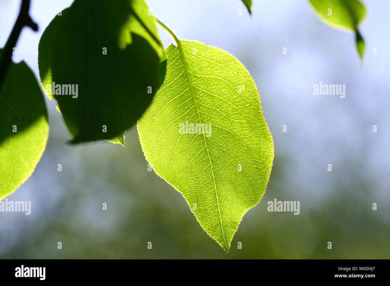 green leaf beautiful nature background Stock Photo - Alamy