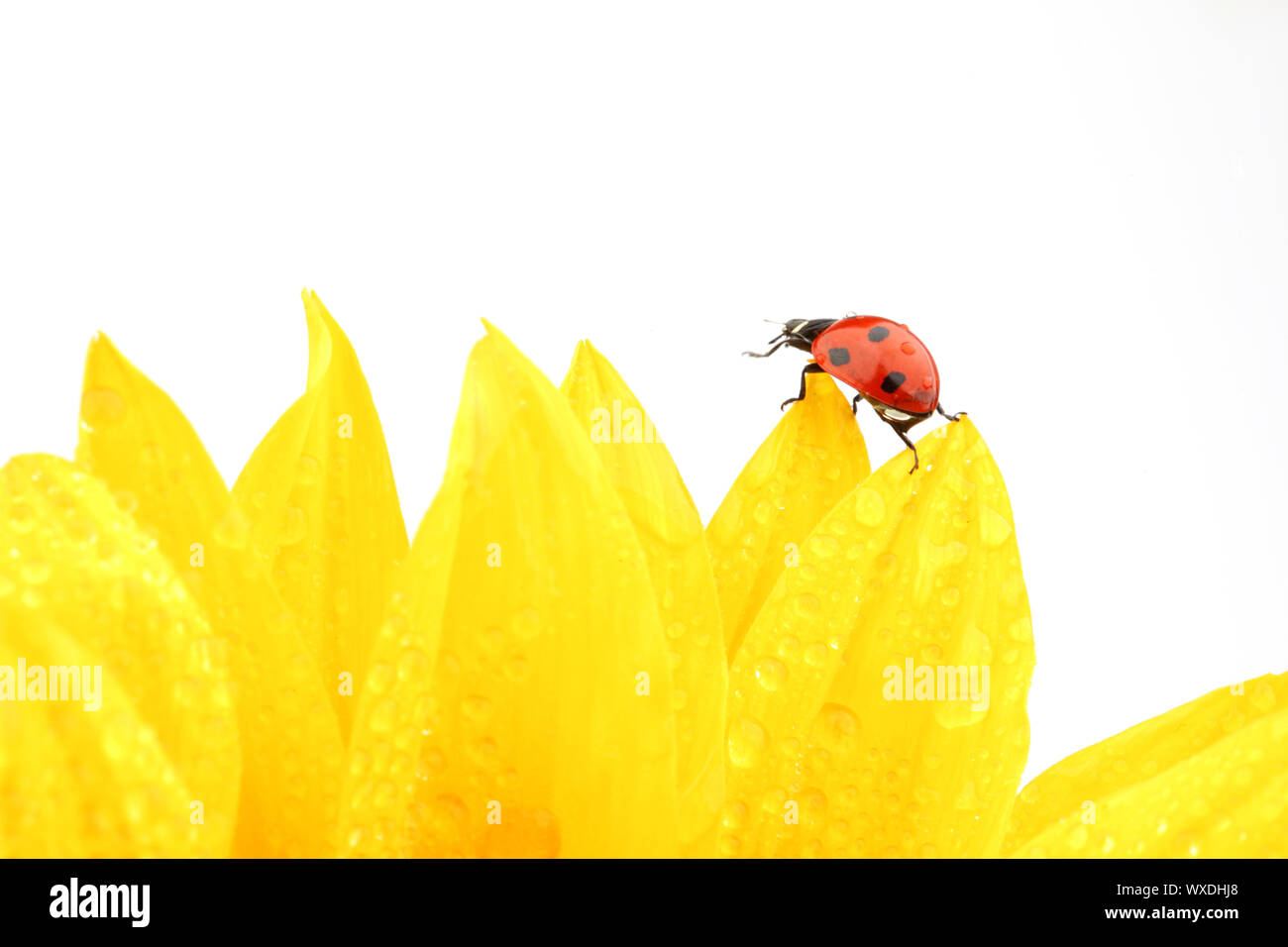 ladybug on sunflower isolated white background Stock Photo - Alamy