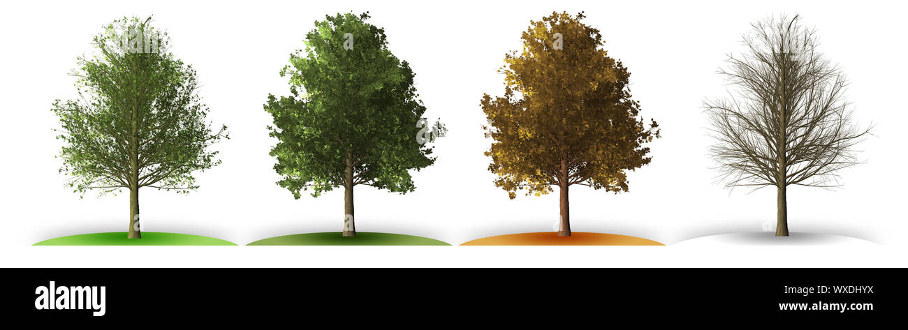 Tree In Four Seasons Stock Photos & Tree In Four Seasons Stock Images ...