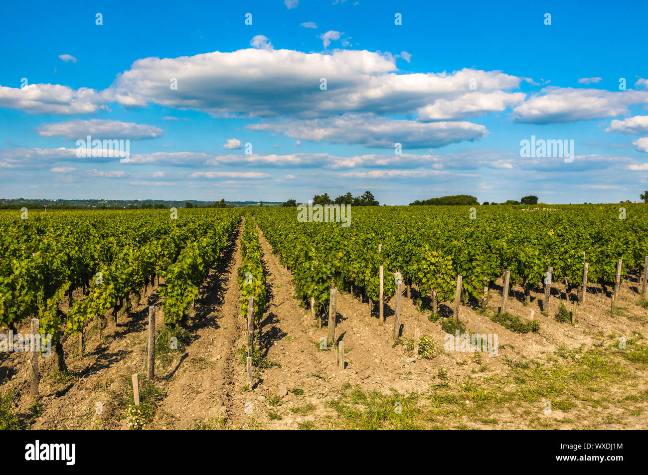 Vine field hi-res stock photography and images - Alamy