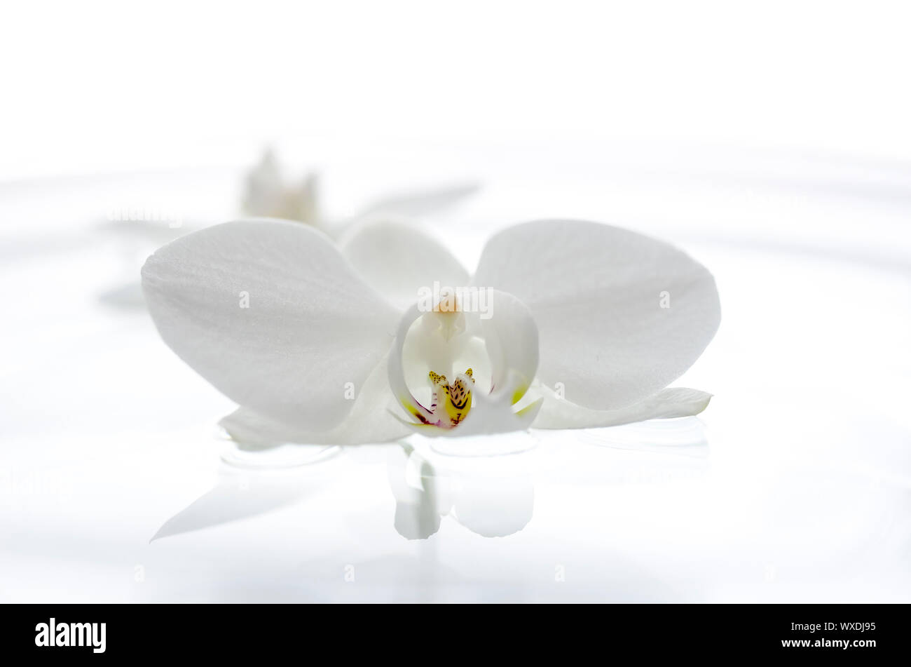 Orchid flower floating on the water. Over white background Stock Photo ...