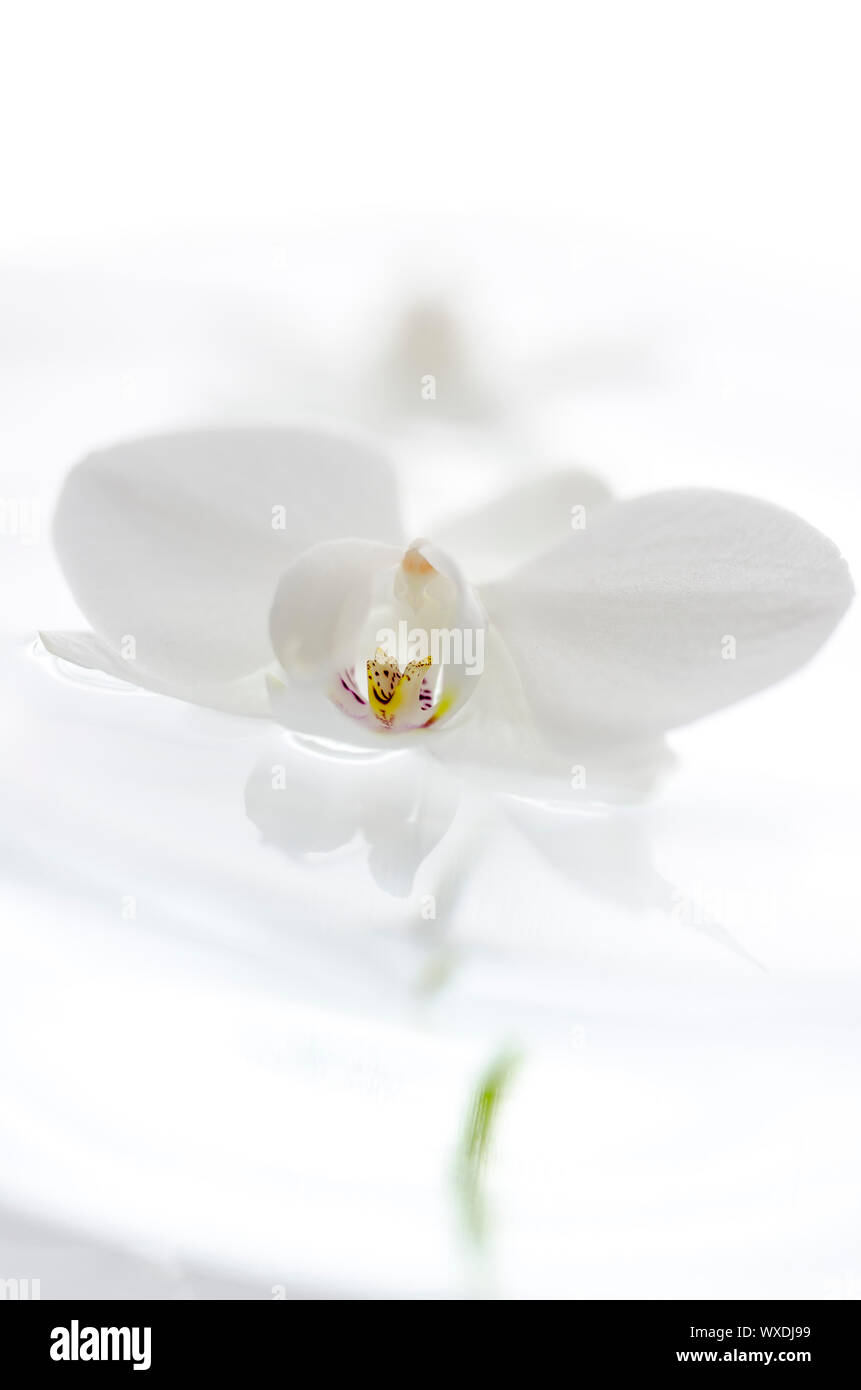 White orchid flower floating on the water. Over white background Stock ...