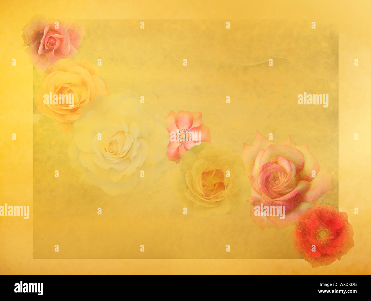 Old fashioned roses on grunge colorful background Stock Photo - Alamy