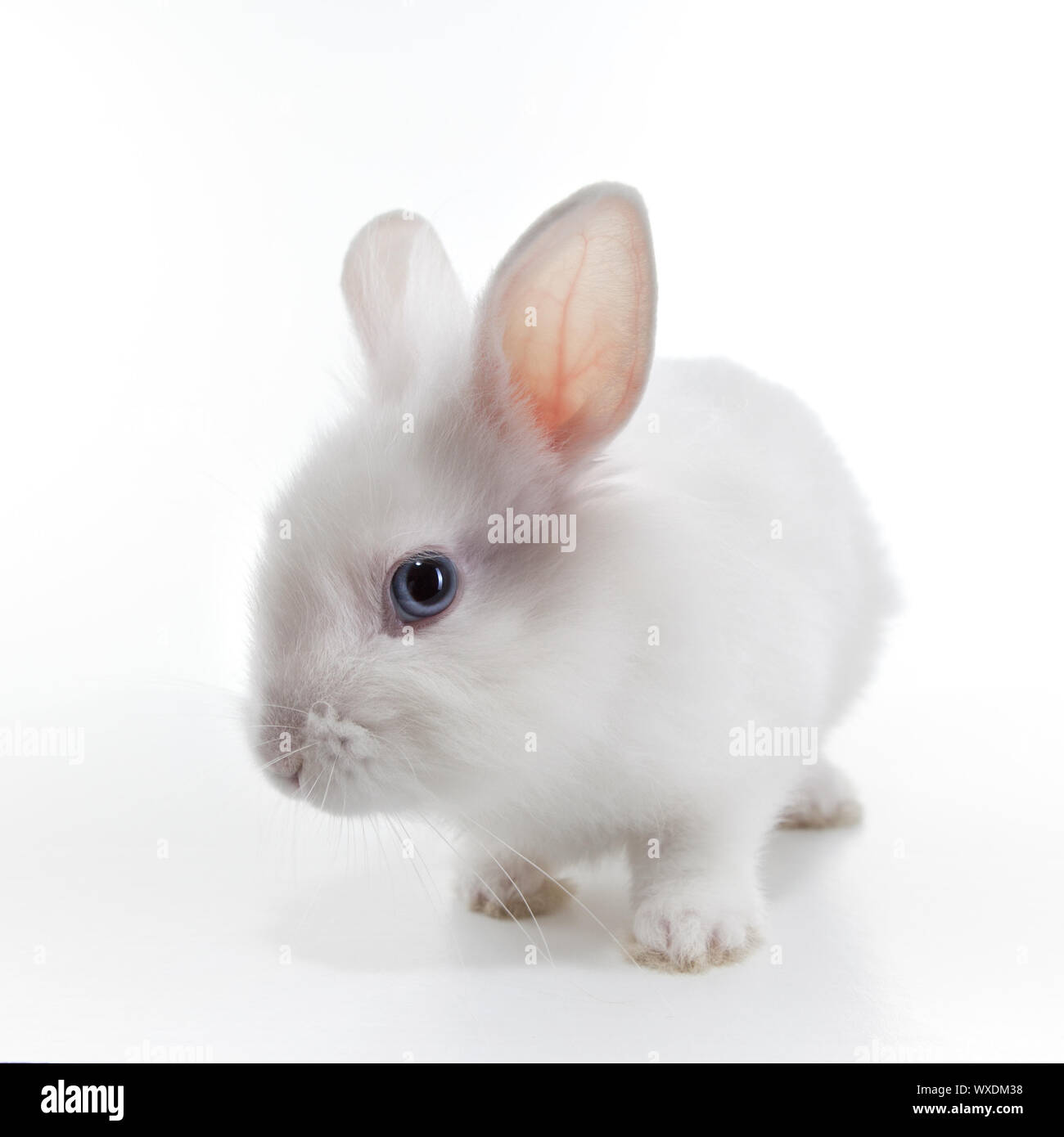 White rabbit isolated on white background Stock Photo - Alamy