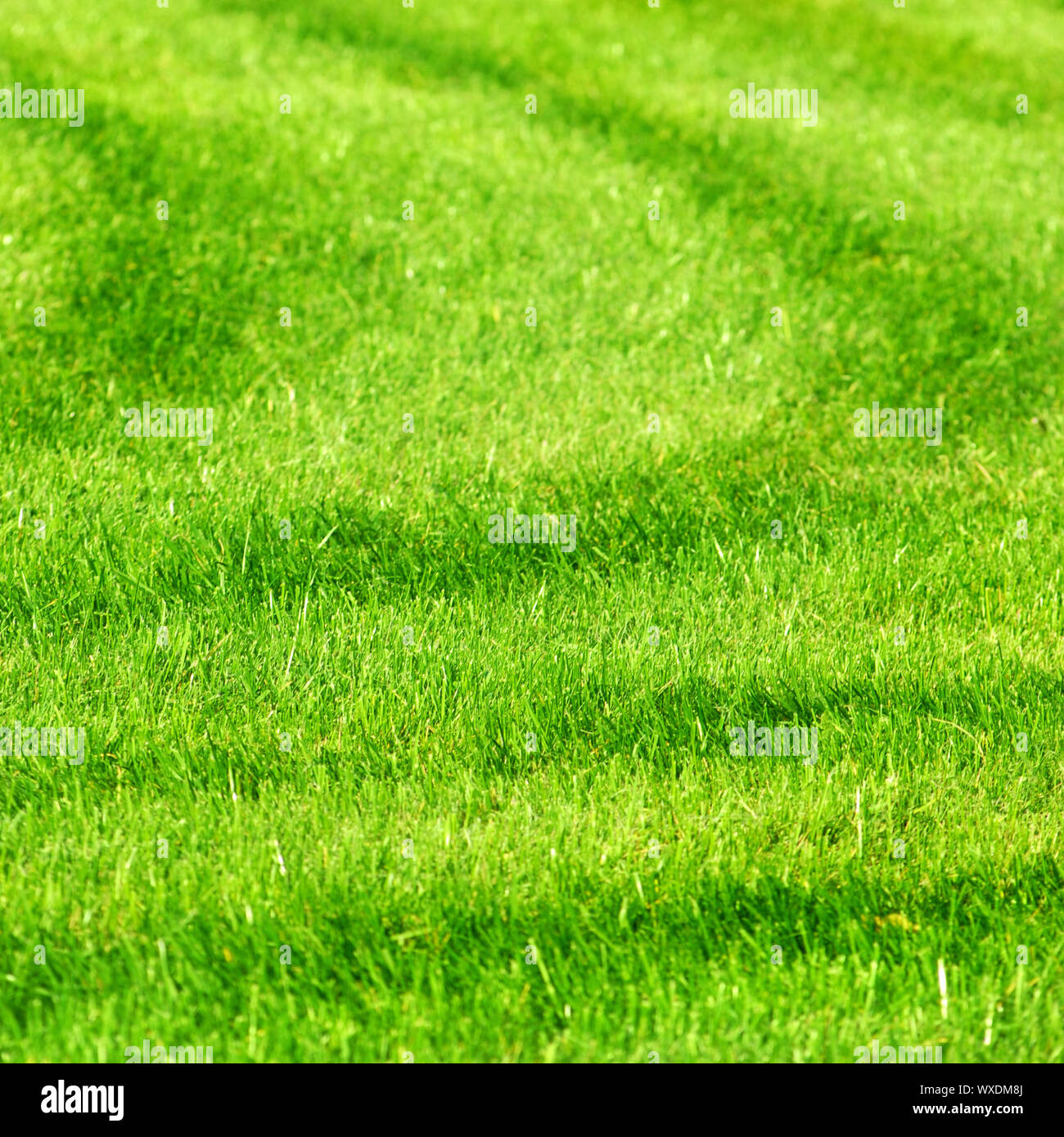green grass background with stripes Stock Photo - Alamy