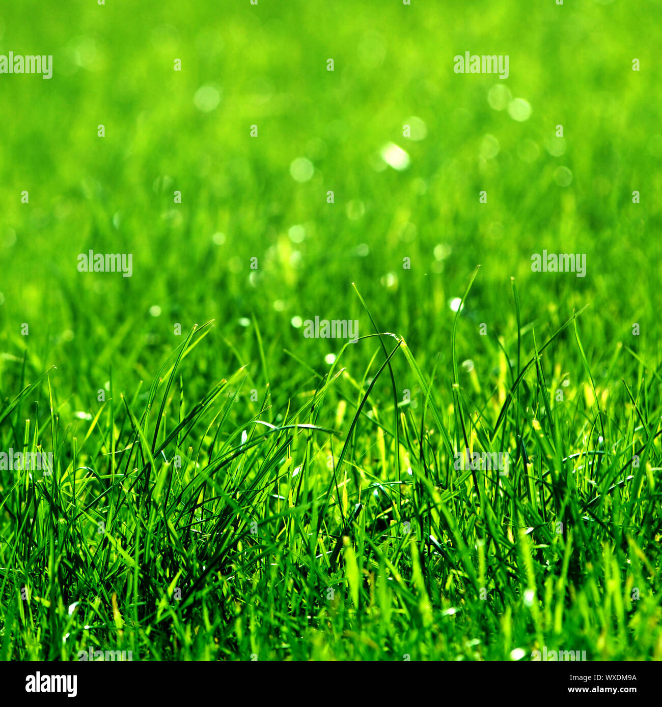 green grass background Stock Photo - Alamy