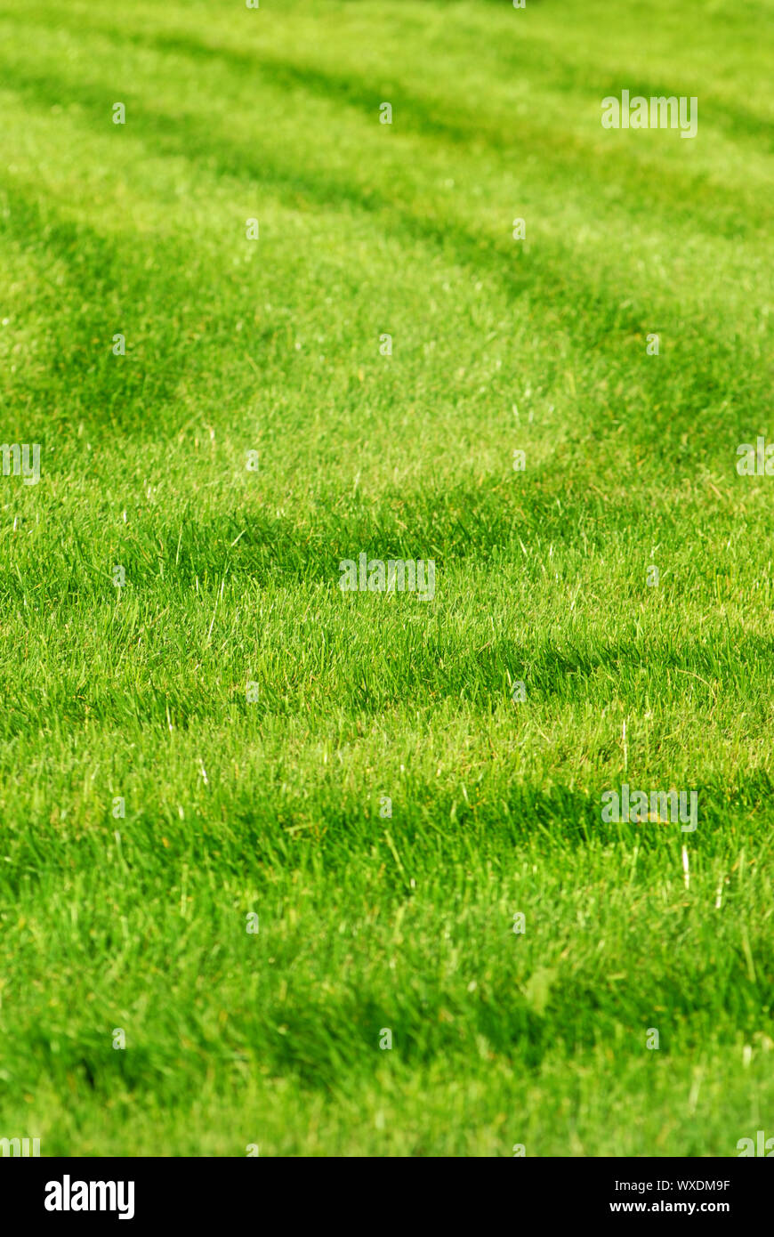 green grass background with stripes Stock Photo - Alamy