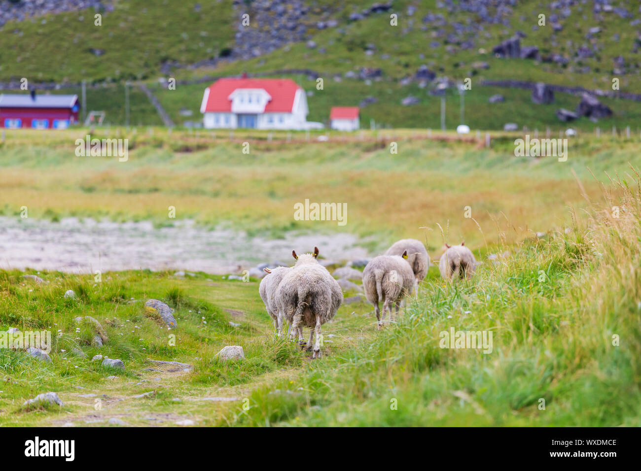 Sheep in Norway Stock Photo - Alamy