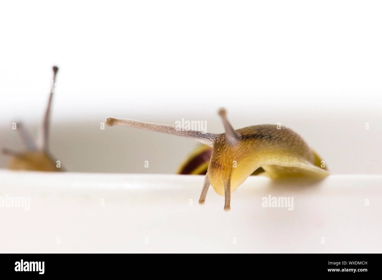 Snail isolated over white Stock Photo - Alamy