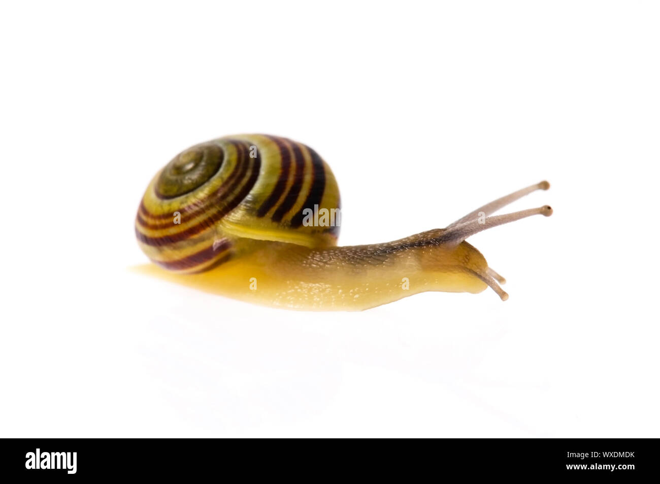 Snail isolated over white Stock Photo - Alamy
