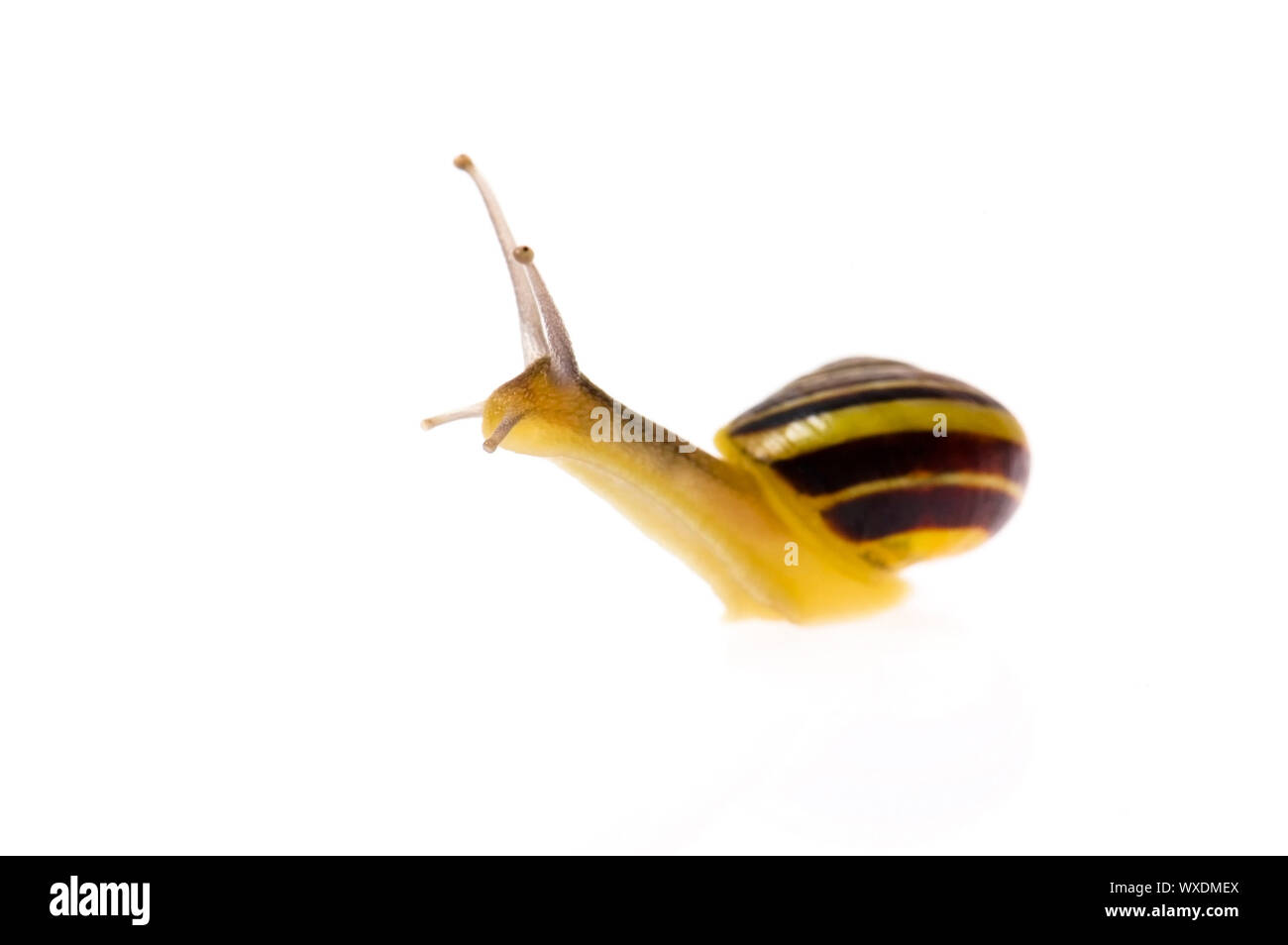 Snail isolated over white Stock Photo - Alamy