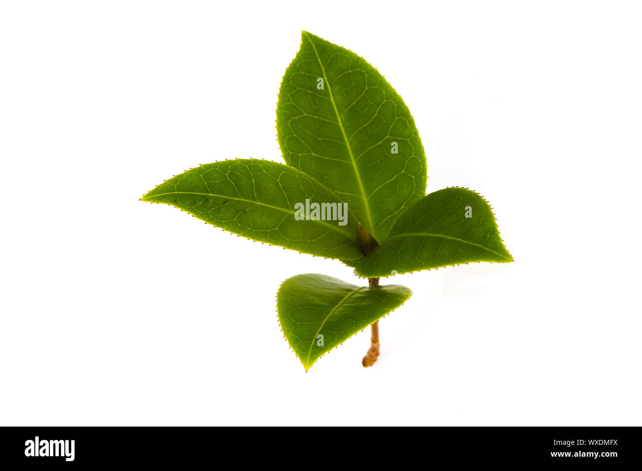 fresh tea leaves Stock Photo - Alamy