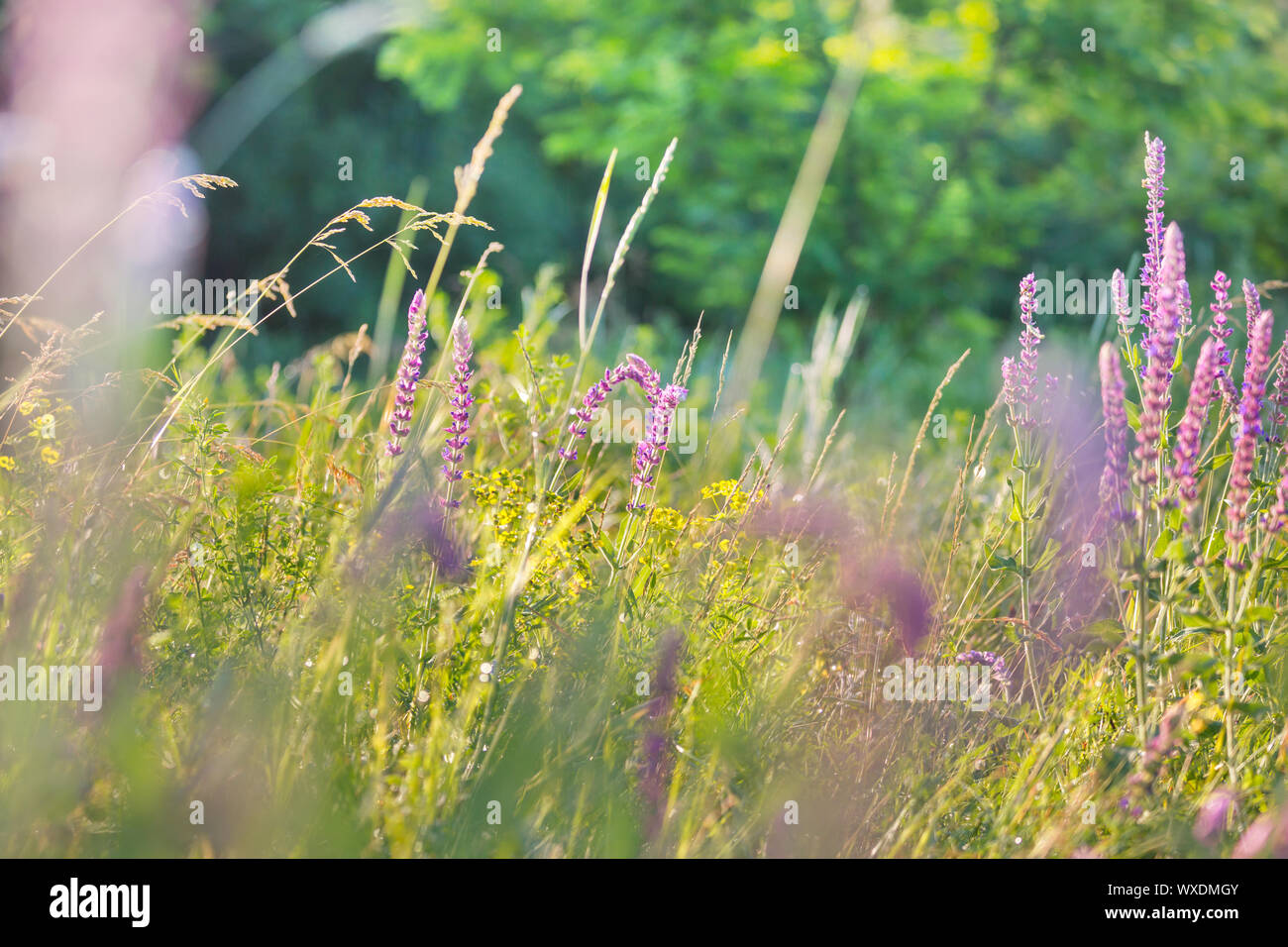 Heave plant hi-res stock photography and images - Alamy