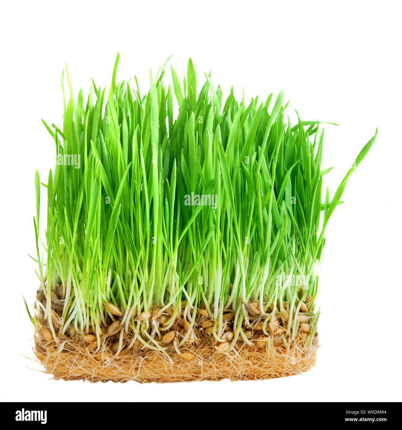close-up green grass with roots isolated on white Stock Photo - Alamy