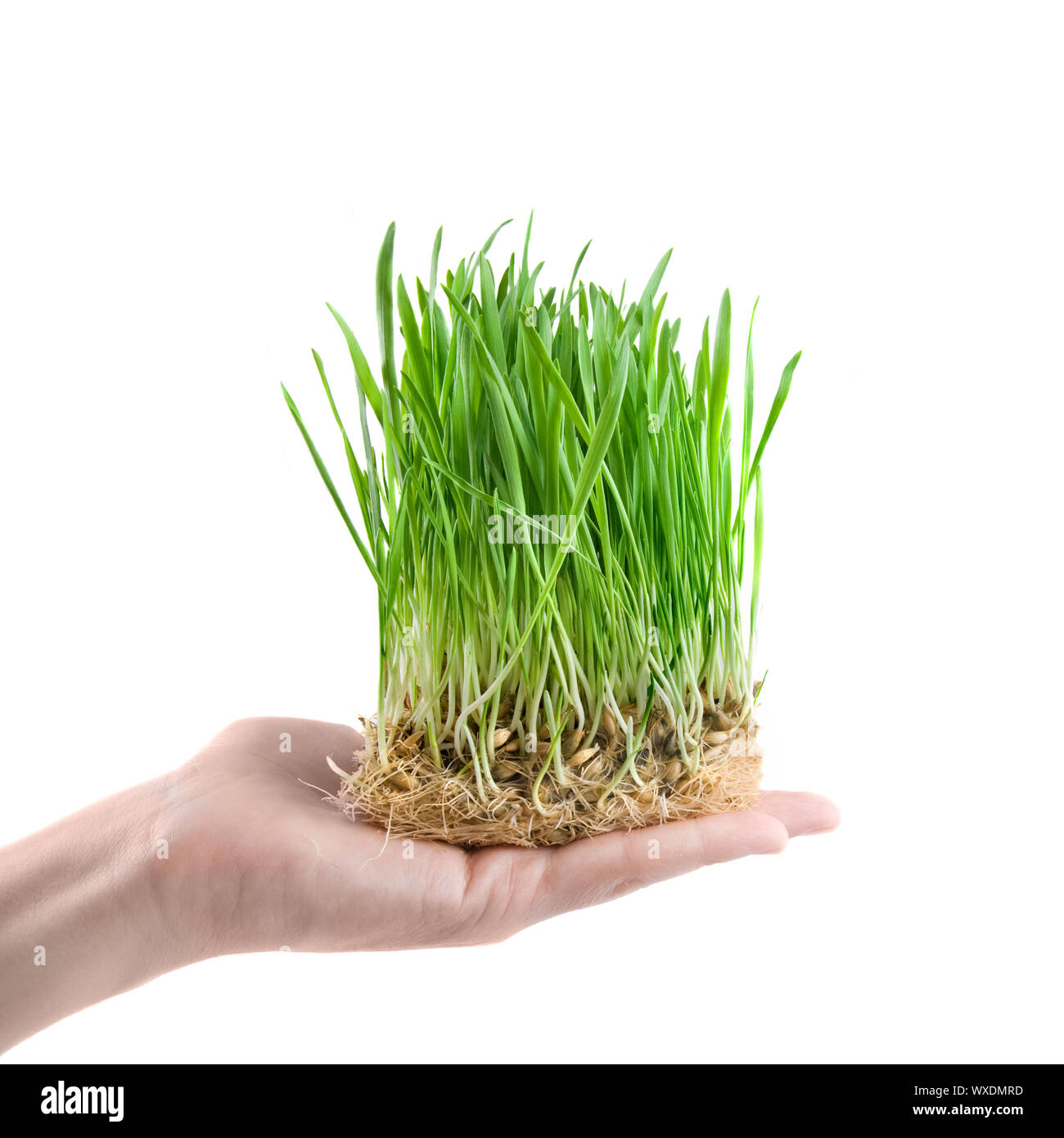 human hand holding green grass on white Stock Photo - Alamy