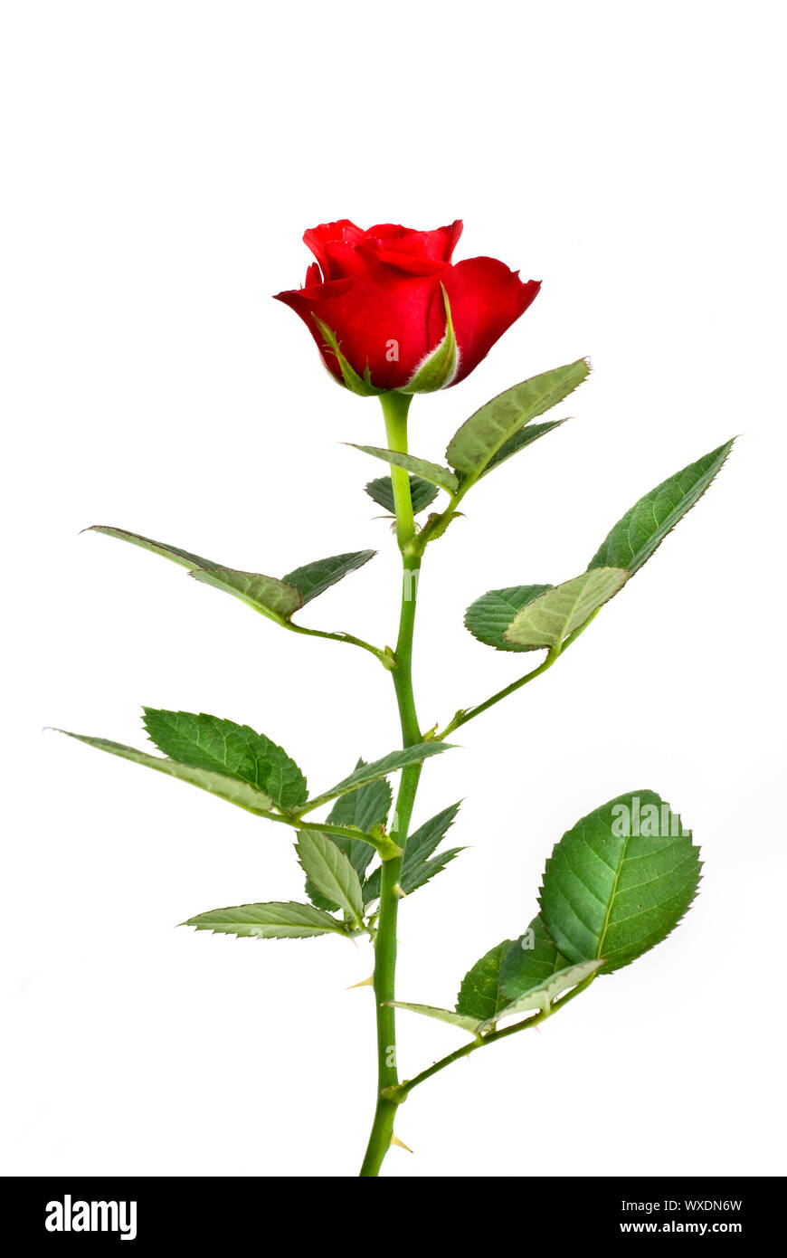 red rose isolated on white Stock Photo - Alamy