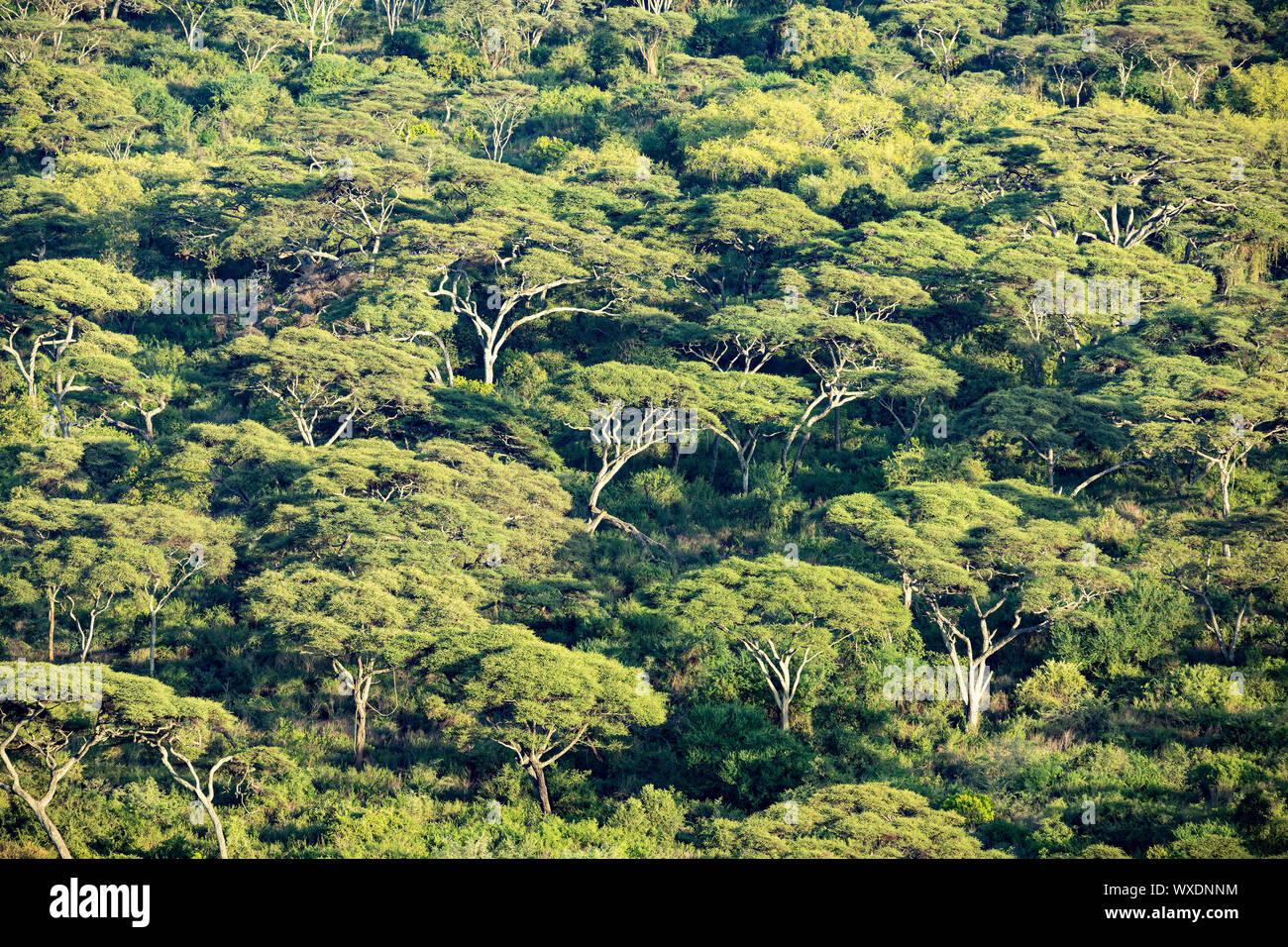 Dense forest in africa hi-res stock photography and images - Alamy