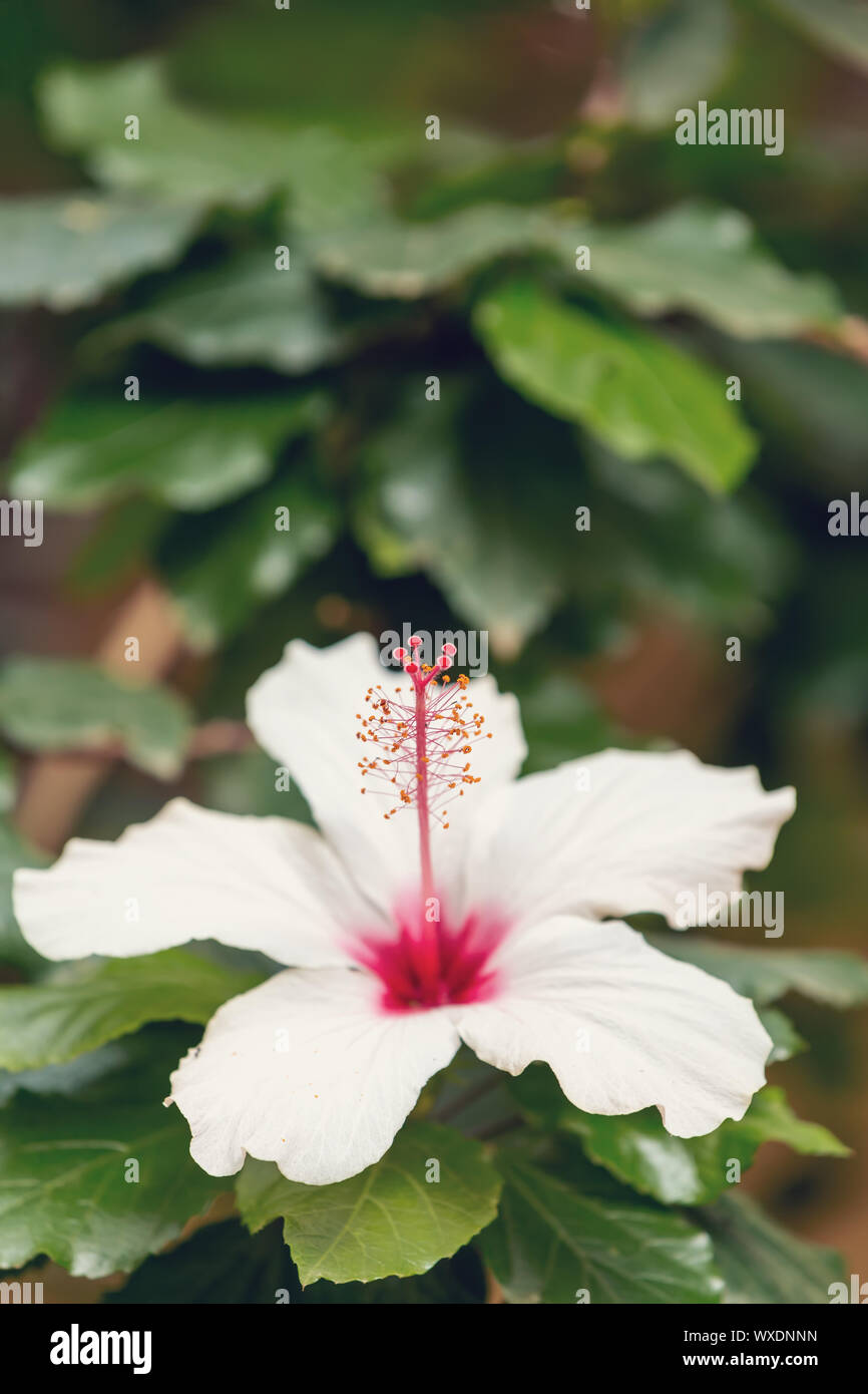 Pink Hibiscus flower, Ethiopia Stock Photo - Alamy