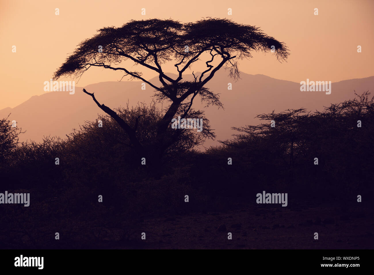 Acacia tree silhouette in african sunset Stock Photo - Alamy