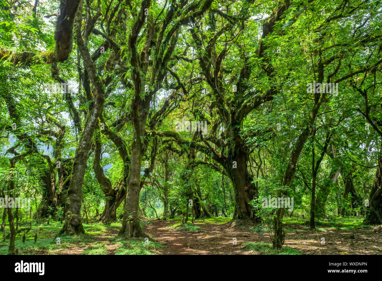 Harenna Forest in Bale Mountains, Ethiopia Stock Photo - Alamy