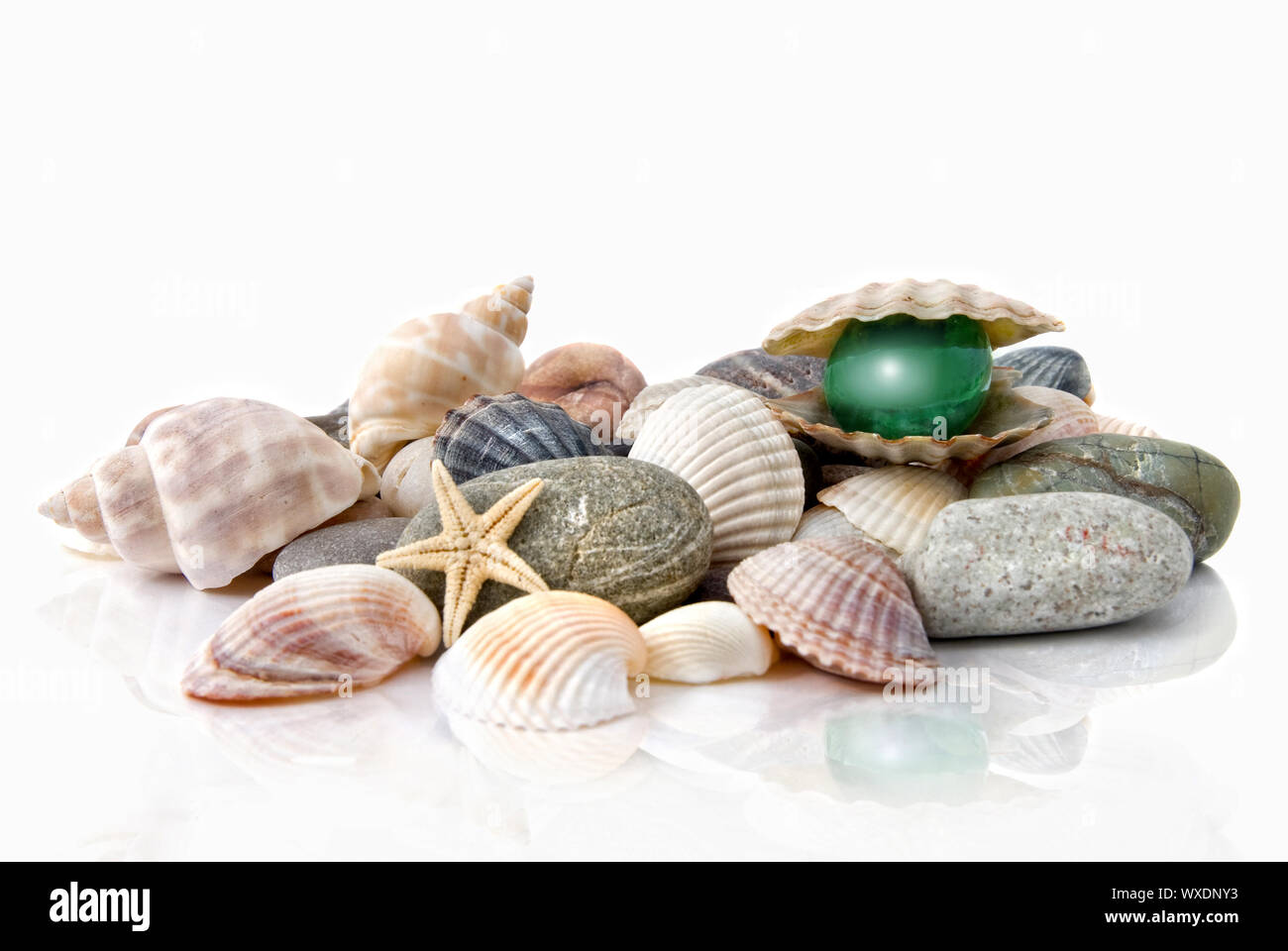 various color shells with stylized pearl isolated on white Stock Photo ...
