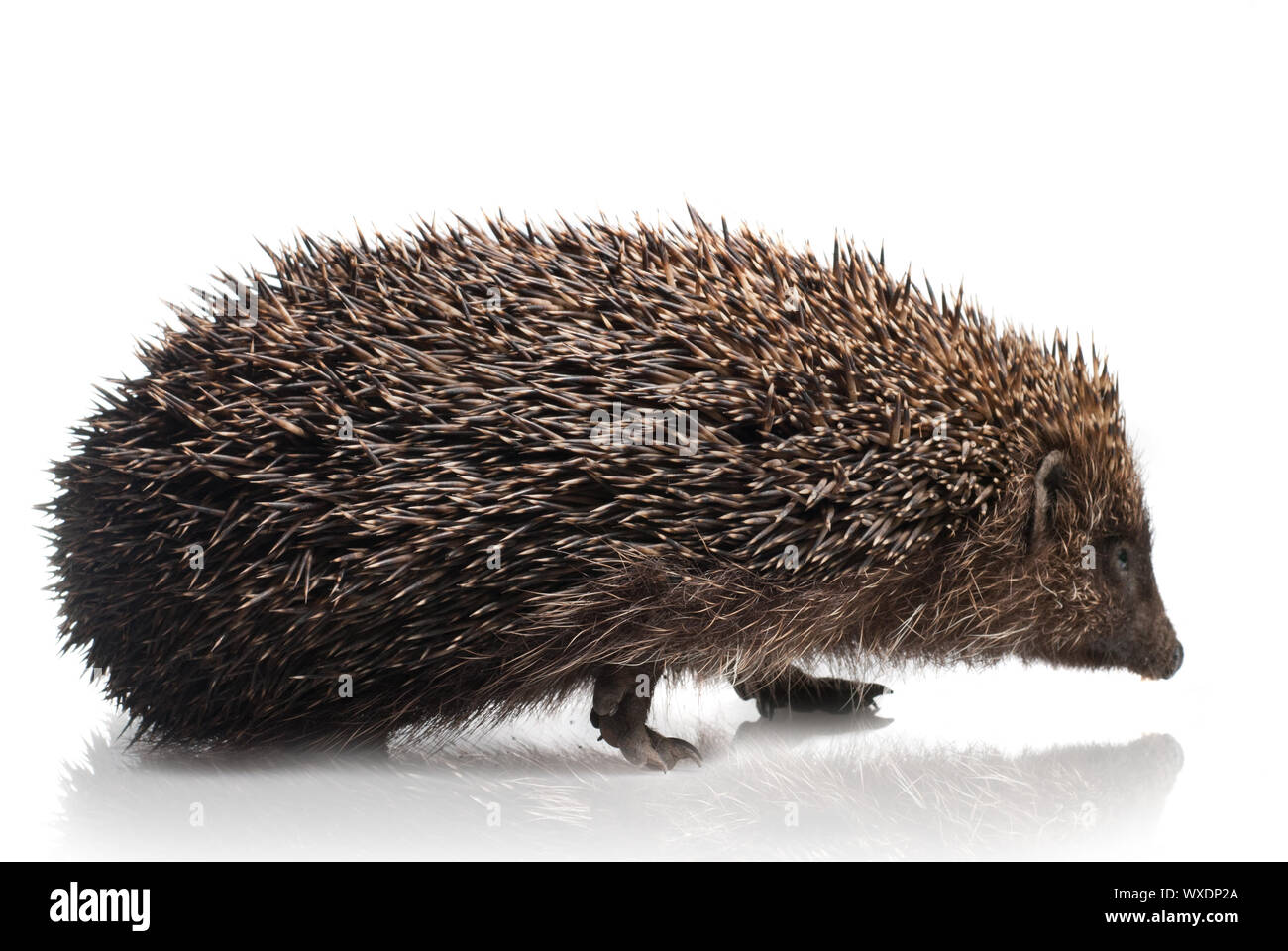 Hedgehog tenrec hi-res stock photography and images - Alamy