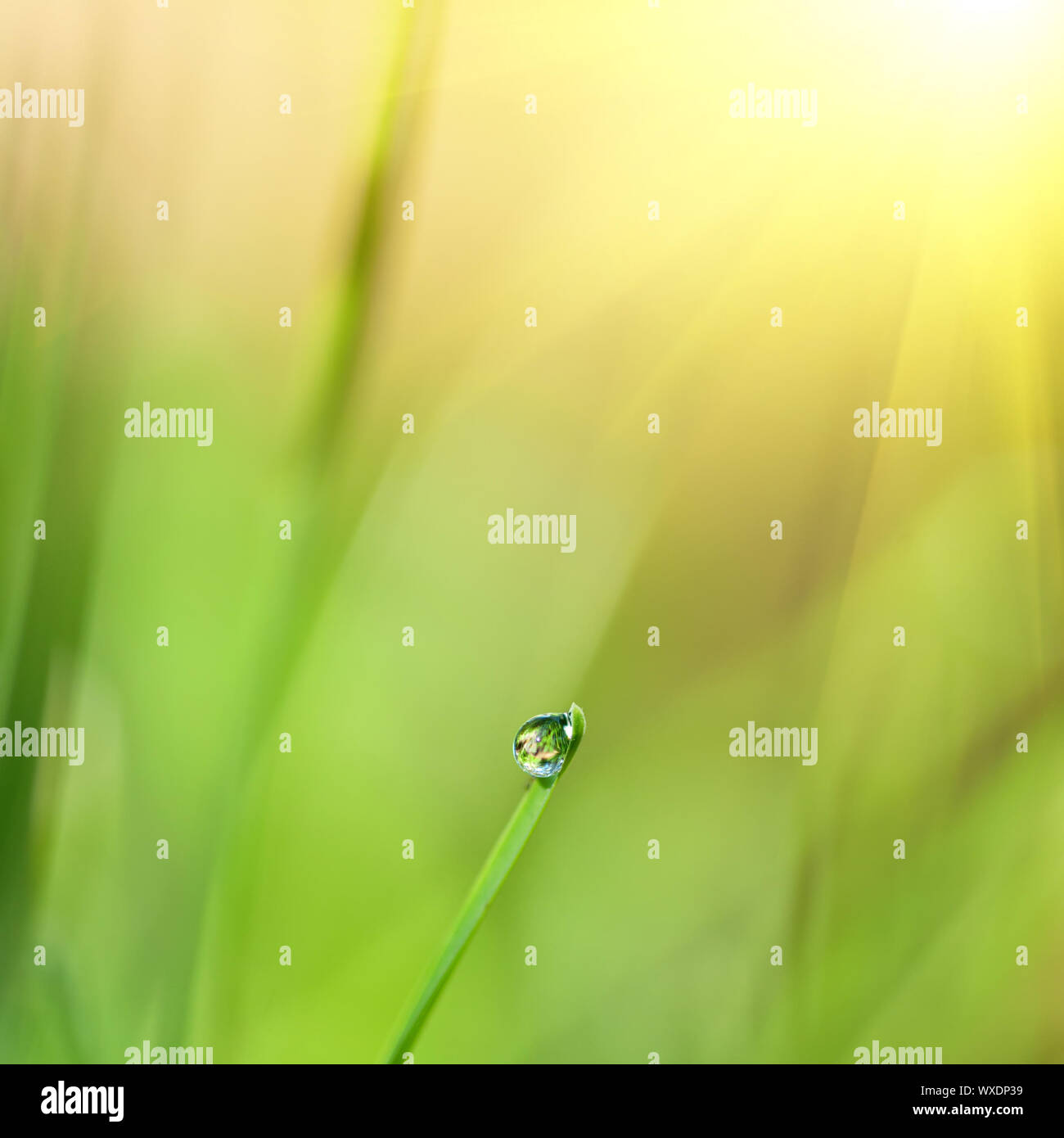 green grass with water drop and sun light Stock Photo - Alamy