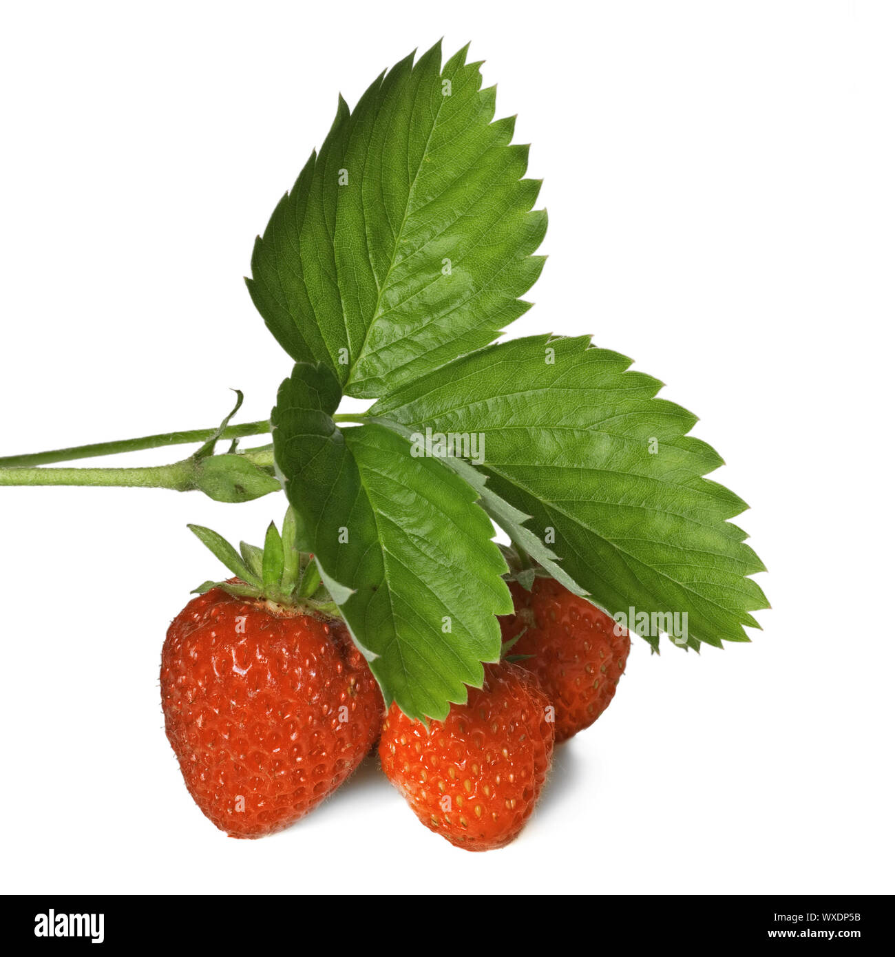 Strawberry with leaves isolated on white Stock Photo - Alamy